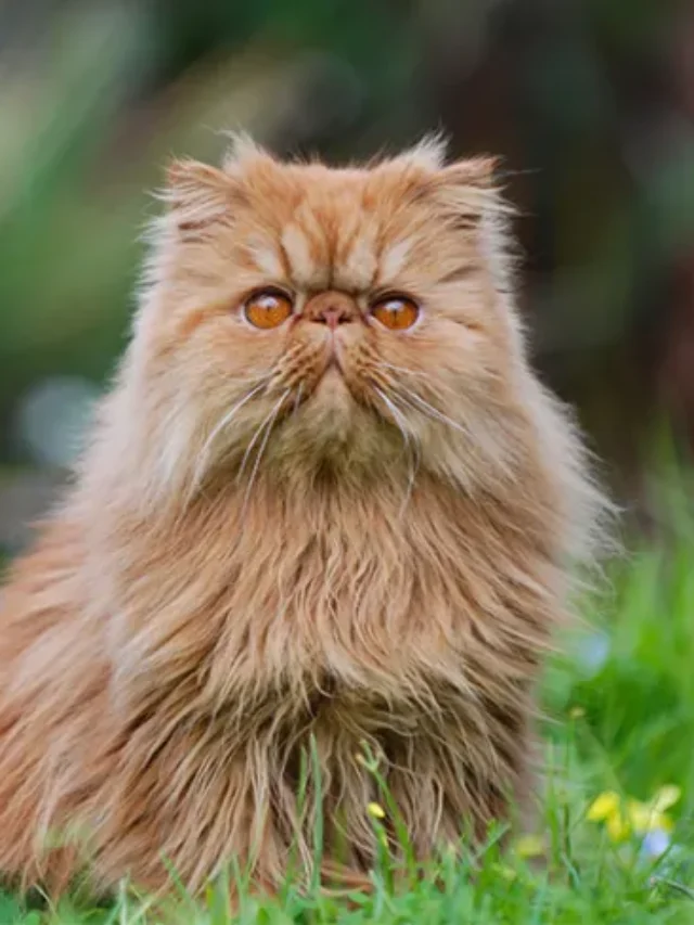 World's Most Expensive Cat Breeds That Shock! - TodayTop24